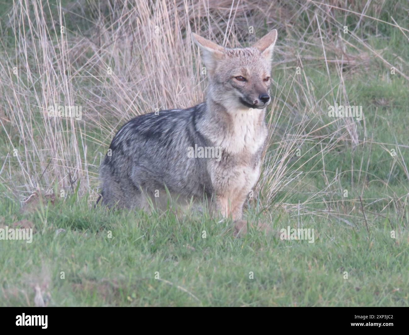 Chilla (Lycalopex grisea) Mammalia Stock Photo - Alamy