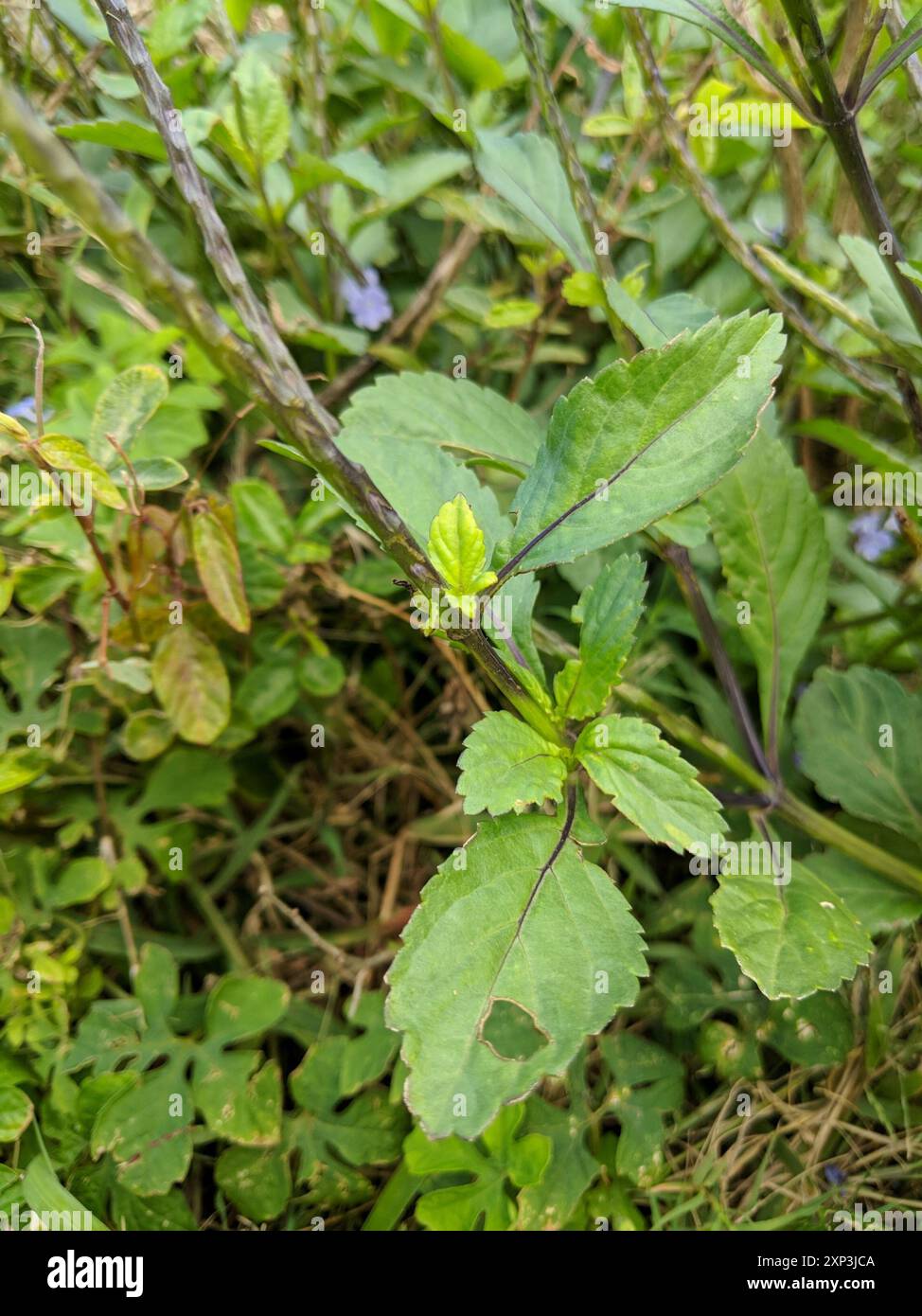 Blue Porterweed (Stachytarpheta jamaicensis) Plantae Stock Photo - Alamy