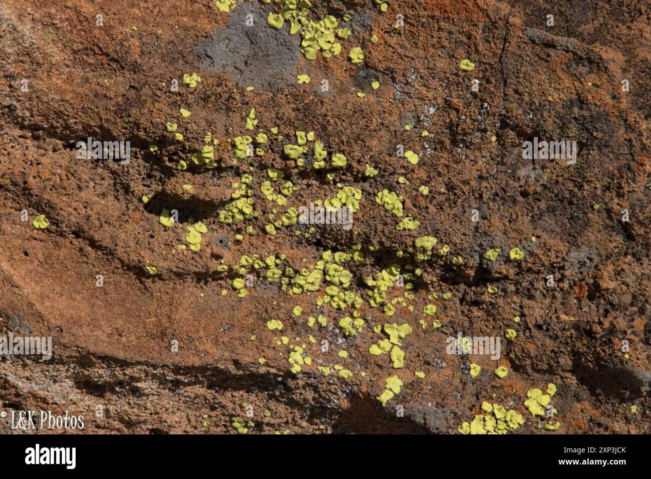 African Gold Lichen (Dermatiscum thunbergii) Fungi Stock Photo - Alamy