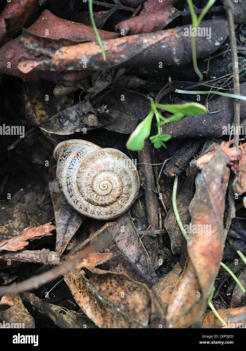 Milk Snail (Otala lactea) Mollusca Stock Photo - Alamy