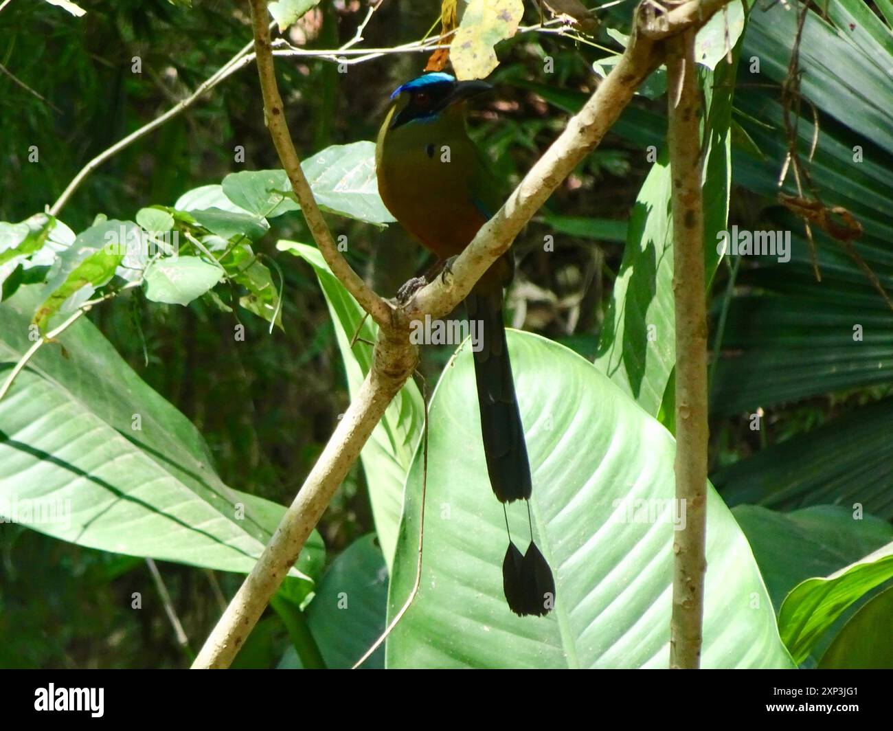 Subrufescens hi-res stock photography and images - Alamy