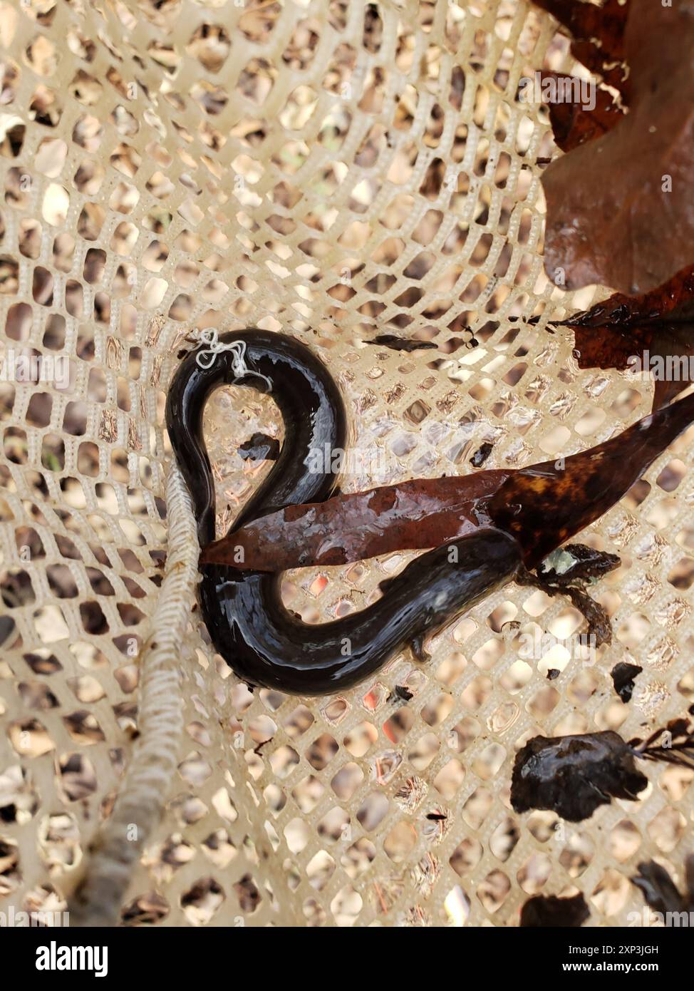 Western Lesser Siren (Siren nettingi) Amphibia Stock Photo - Alamy