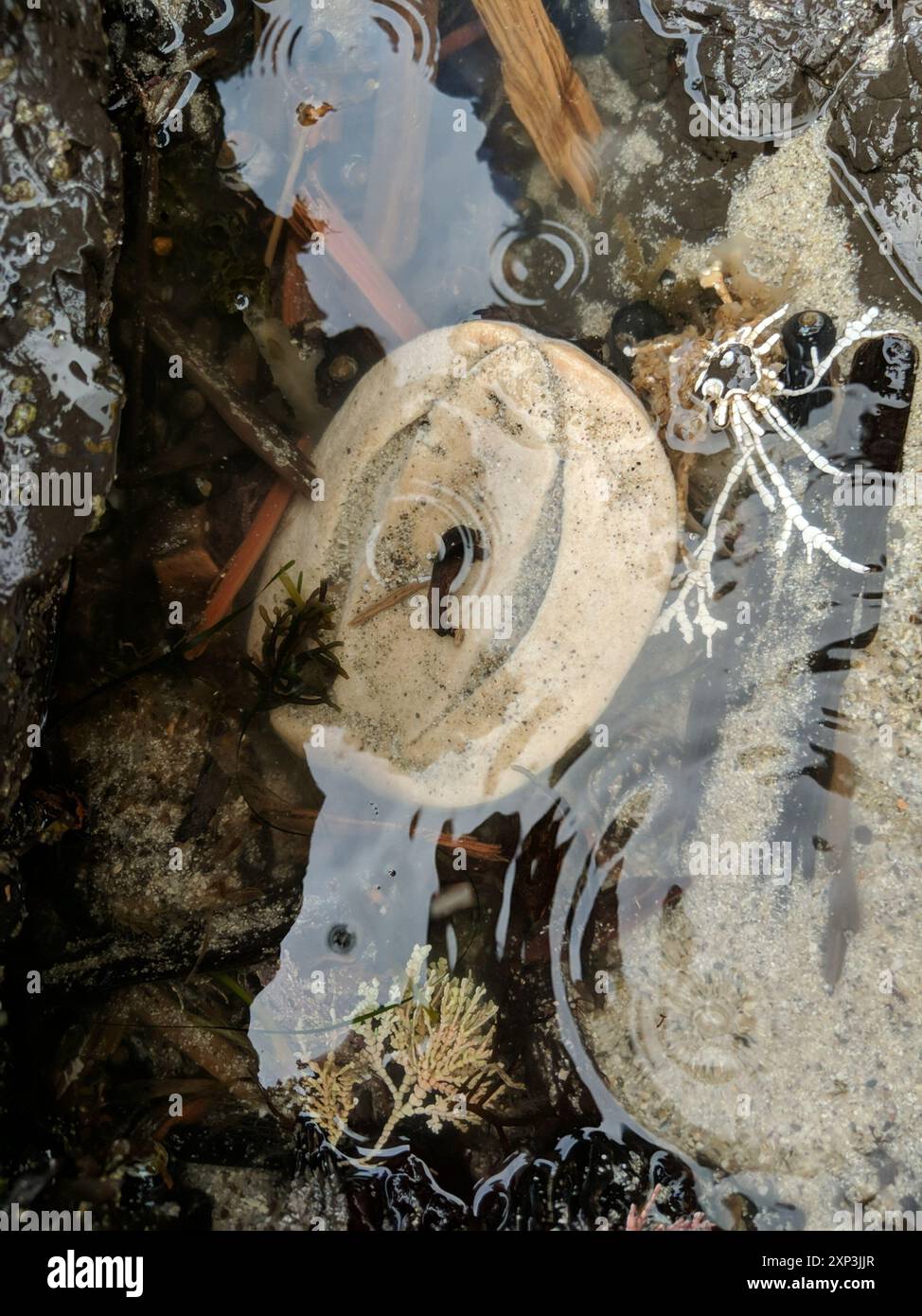 Gumboot Chiton (Cryptochiton stelleri) Mollusca Stock Photo - Alamy