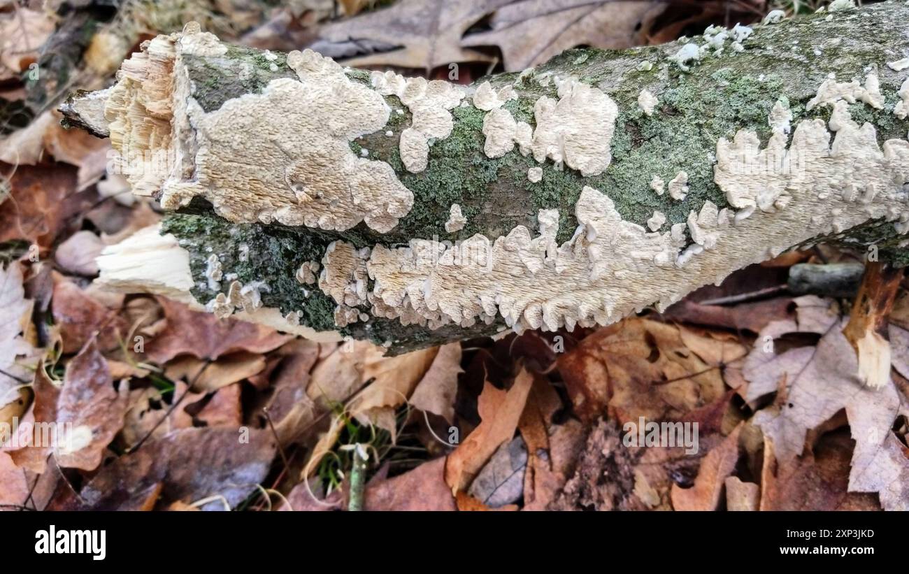 Milk-white Toothed Polypore (Irpex lacteus) Fungi Stock Photo - Alamy