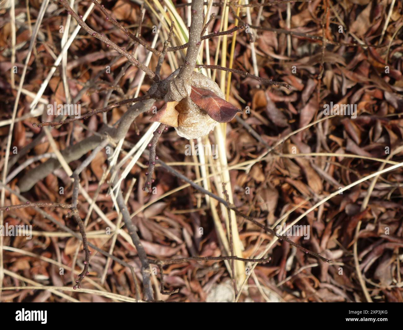 Chinese Mantis (Tenodera sinensis) Insecta Stock Photo - Alamy