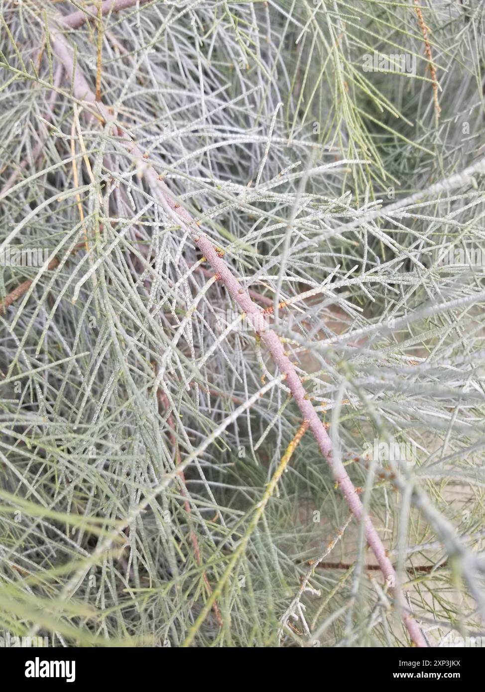 athel tamarisk (Tamarix aphylla) Plantae Stock Photo - Alamy
