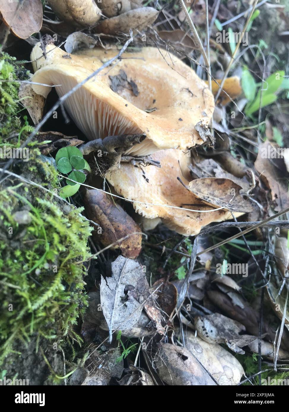 golden milkcap (Lactarius alnicola) Fungi Stock Photo - Alamy