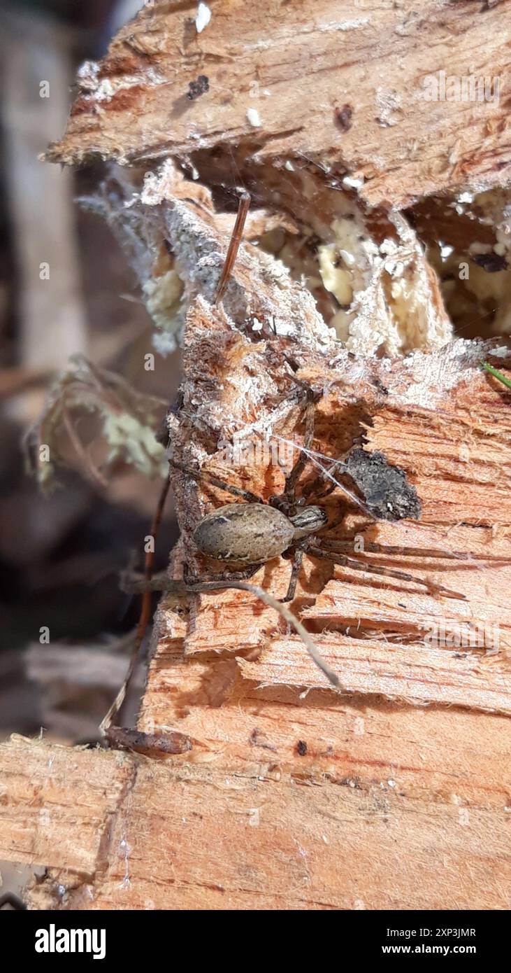 Sheetweb Spiders (Cambridgea) Arachnida Stock Photo - Alamy