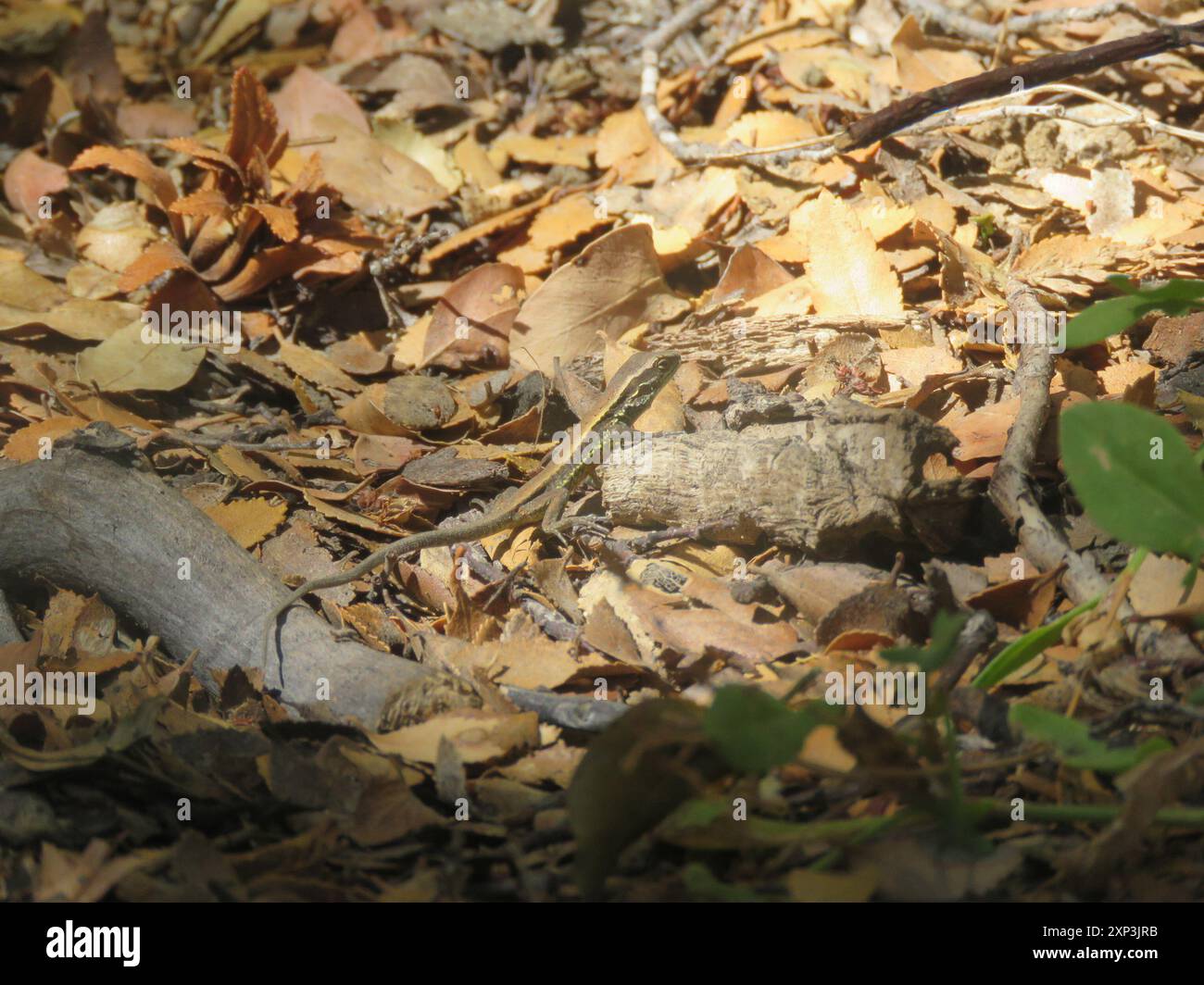Common Painted Smooth-throated Lizard (Liolaemus pictus) Reptilia Stock ...