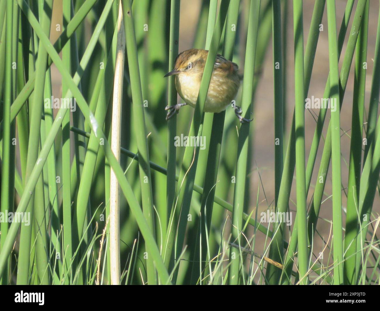Phleocryptes melanops hi-res stock photography and images - Alamy