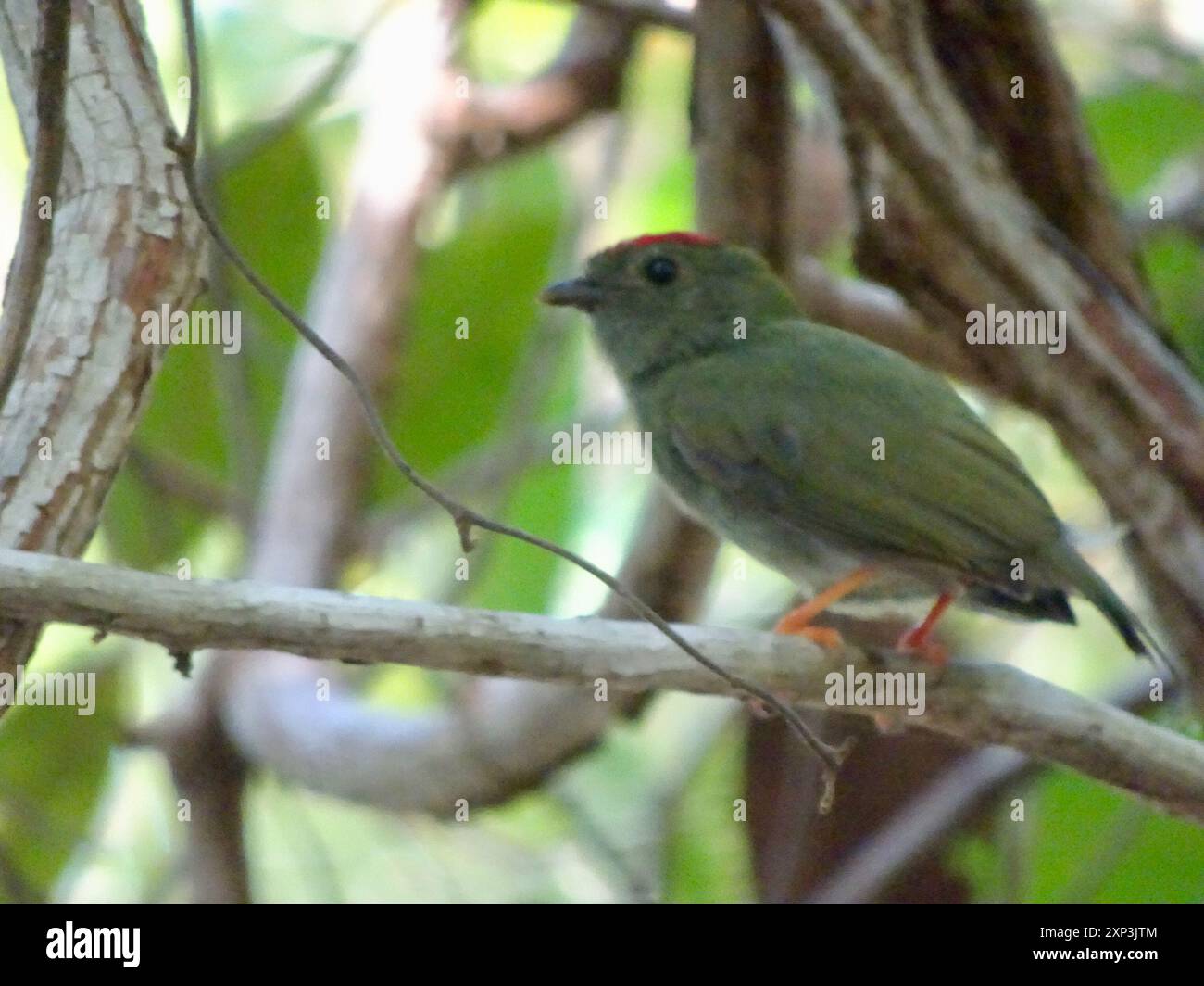 Lance tailed manakin chiroxiphia lanceolata hi-res stock photography ...
