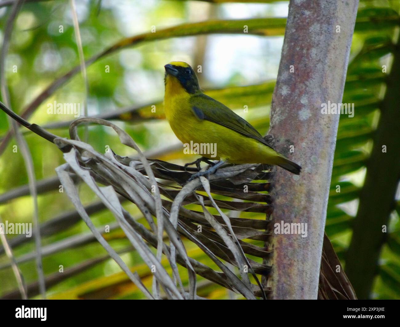 Thick-billed Euphonia (Euphonia laniirostris) Aves Stock Photo - Alamy