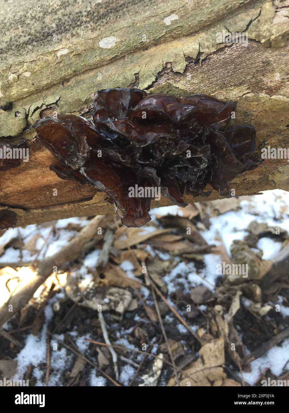 Exidia crenata hi-res stock photography and images - Alamy