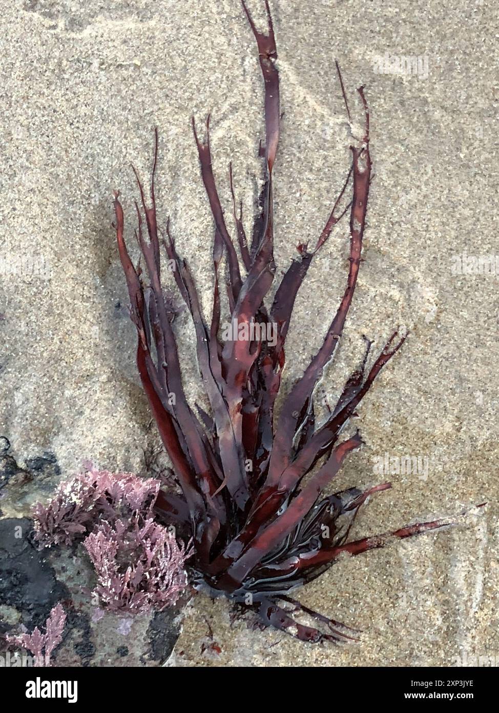 (Prionitis lanceolata) Plantae Stock Photo - Alamy