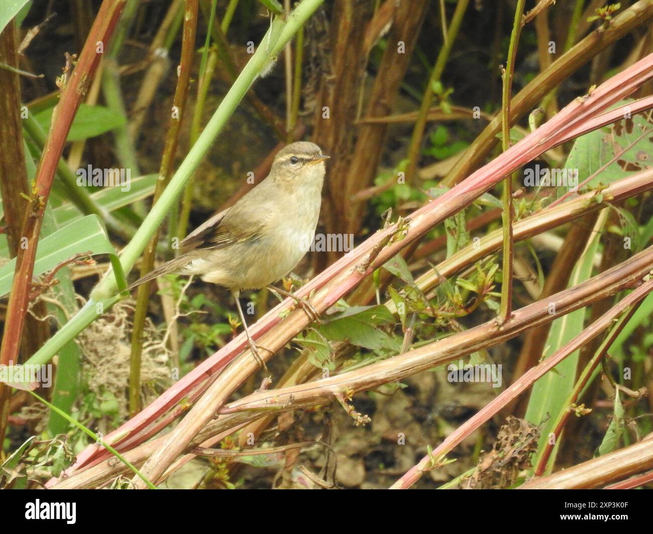 Dusky Warbler (Phylloscopus fuscatus) Aves Stock Photo - Alamy