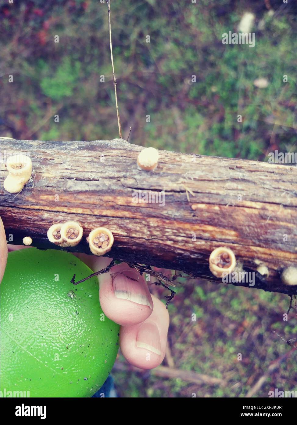 woolly bird's nest fungus (Nidula niveotomentosa) Fungi Stock Photo - Alamy