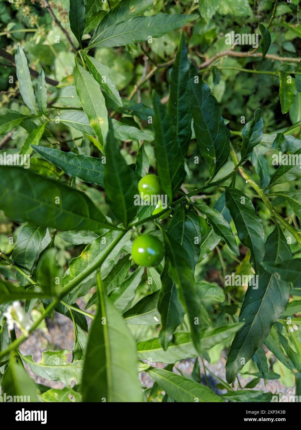 Jerusalem cherry (Solanum pseudocapsicum) Plantae Stock Photo - Alamy