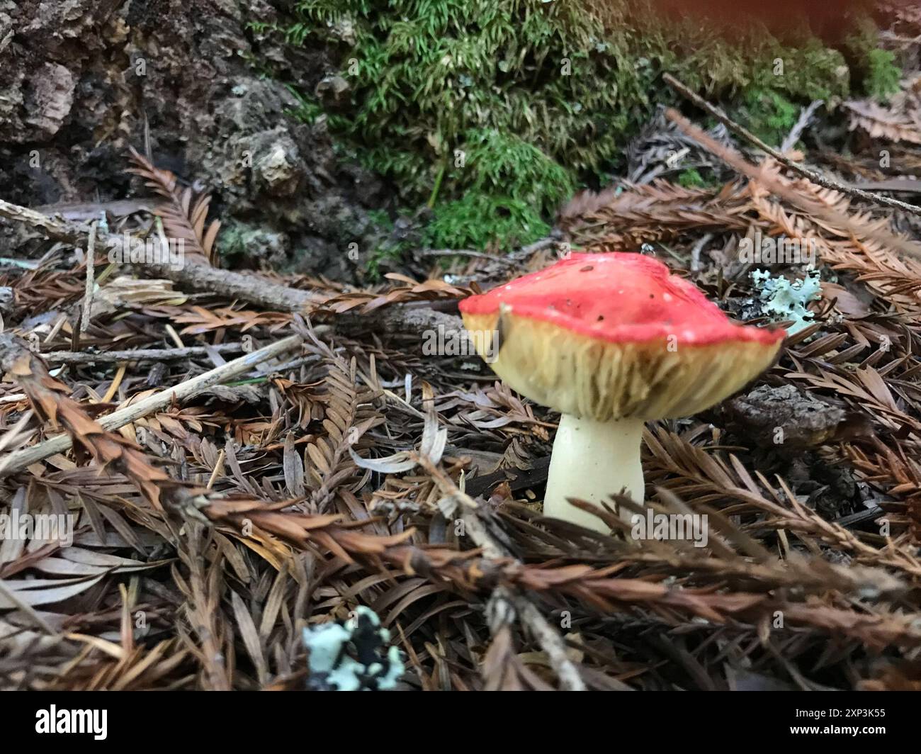 Winter Russula (Russula cremoricolor) Fungi Stock Photo - Alamy