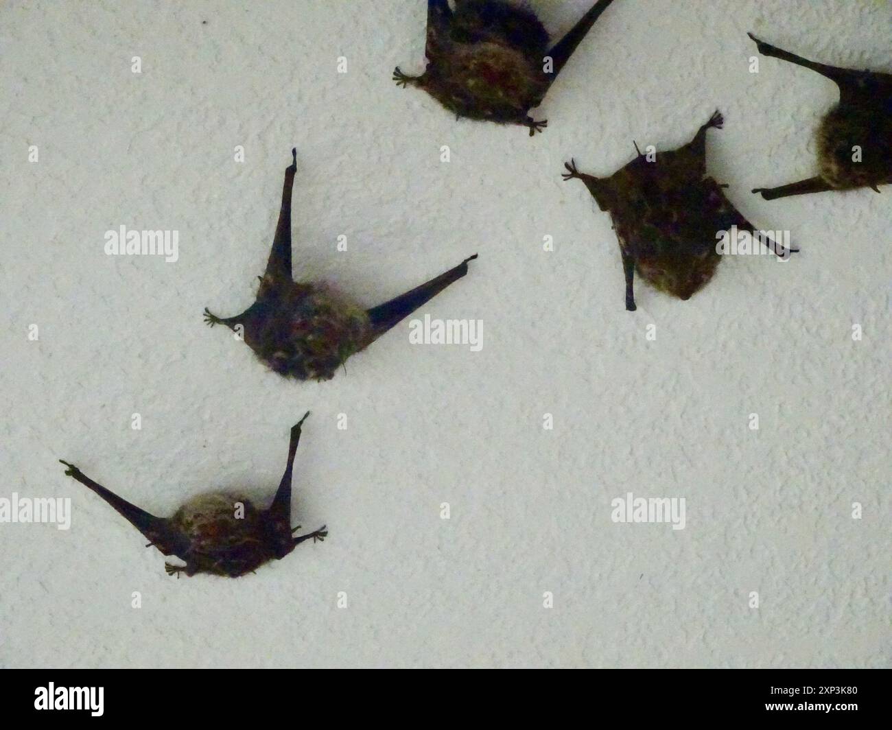 Proboscis Bat (Rhynchonycteris naso) Mammalia Stock Photo - Alamy