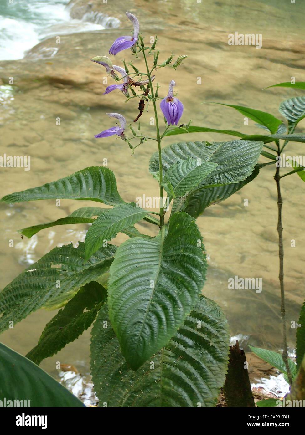 Tropical Giant Salvia (Brillantaisia owariensis) Plantae Stock Photo ...