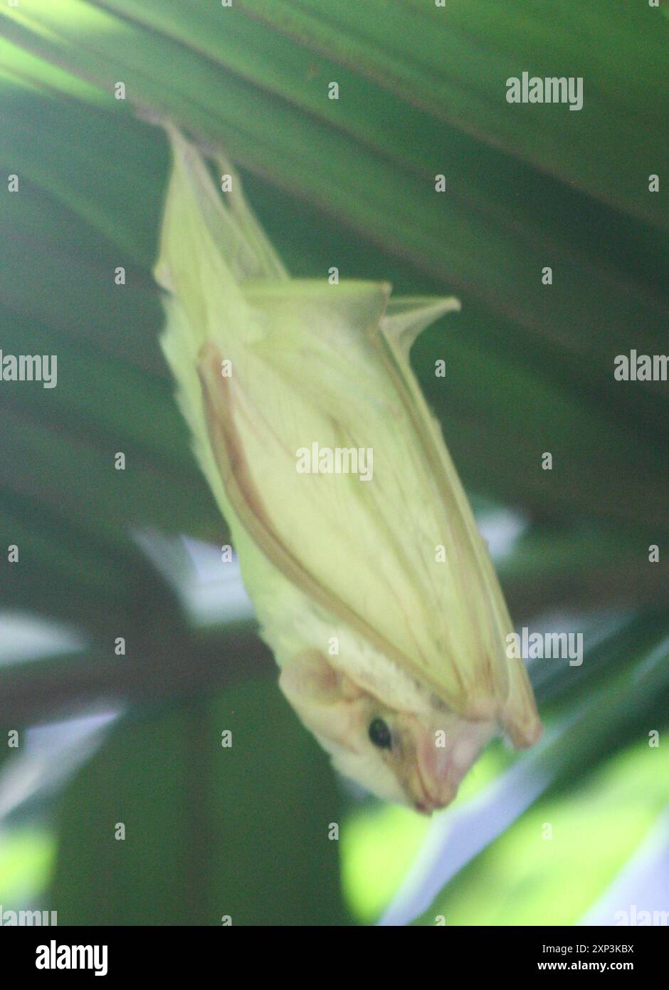 Northern Ghost Bat (Diclidurus albus) Mammalia Stock Photo - Alamy