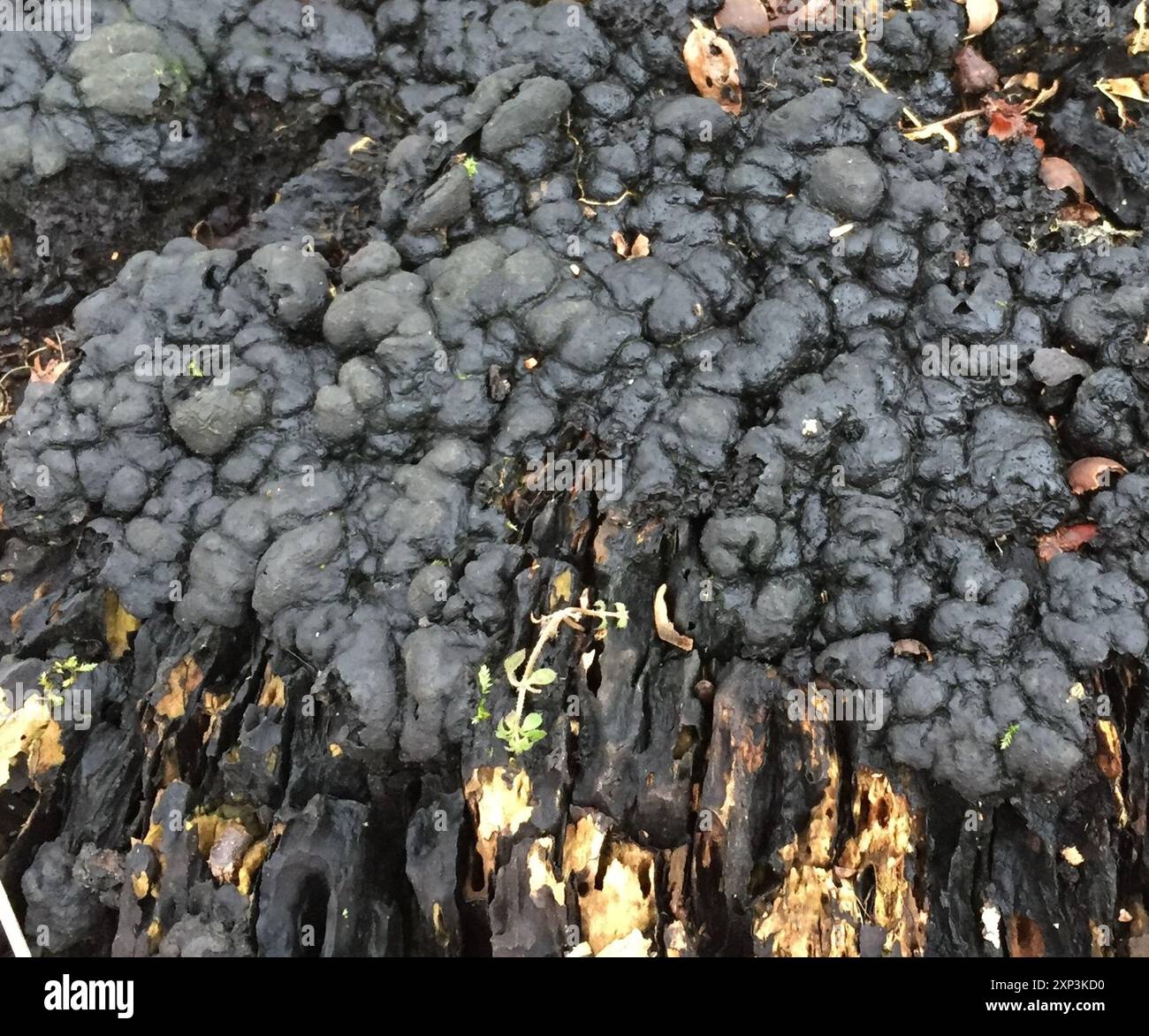 Brittle Cinder (Kretzschmaria deusta) Fungi Stock Photo - Alamy