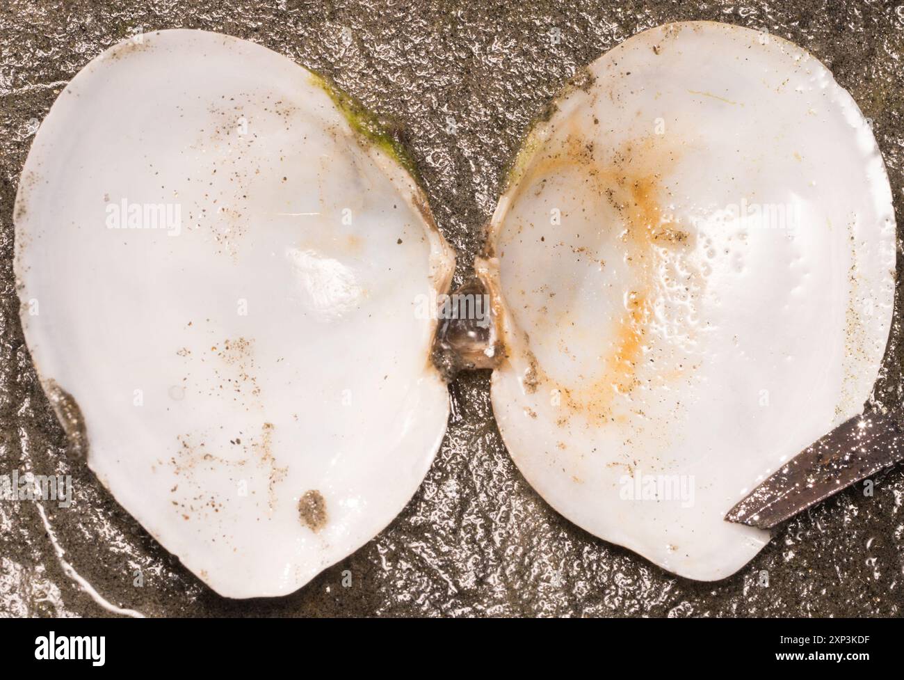 White Macoma (Rexithaerus secta) Mollusca Stock Photo - Alamy