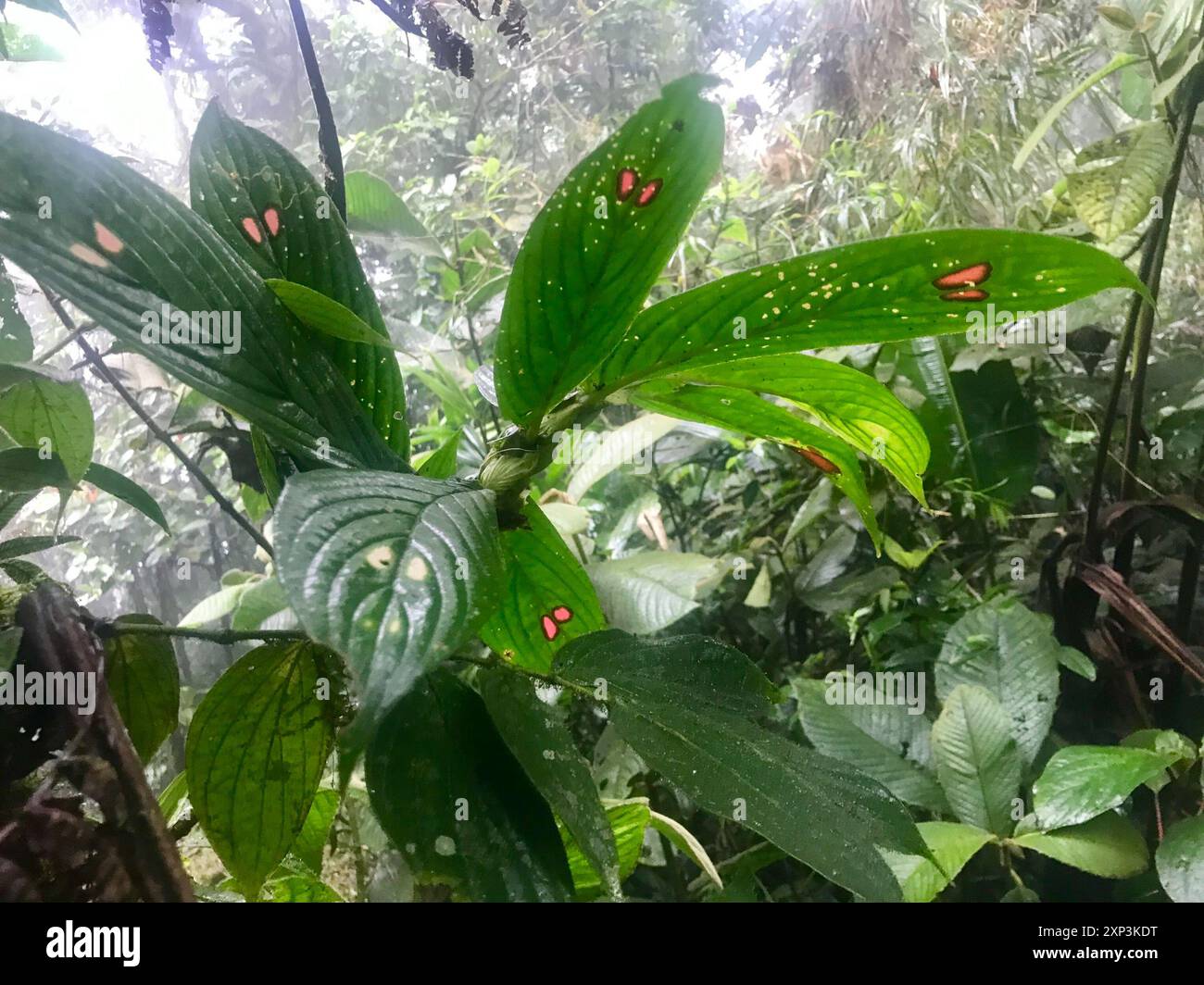 Blood of Christ (Columnea consanguinea) Plantae Stock Photo - Alamy