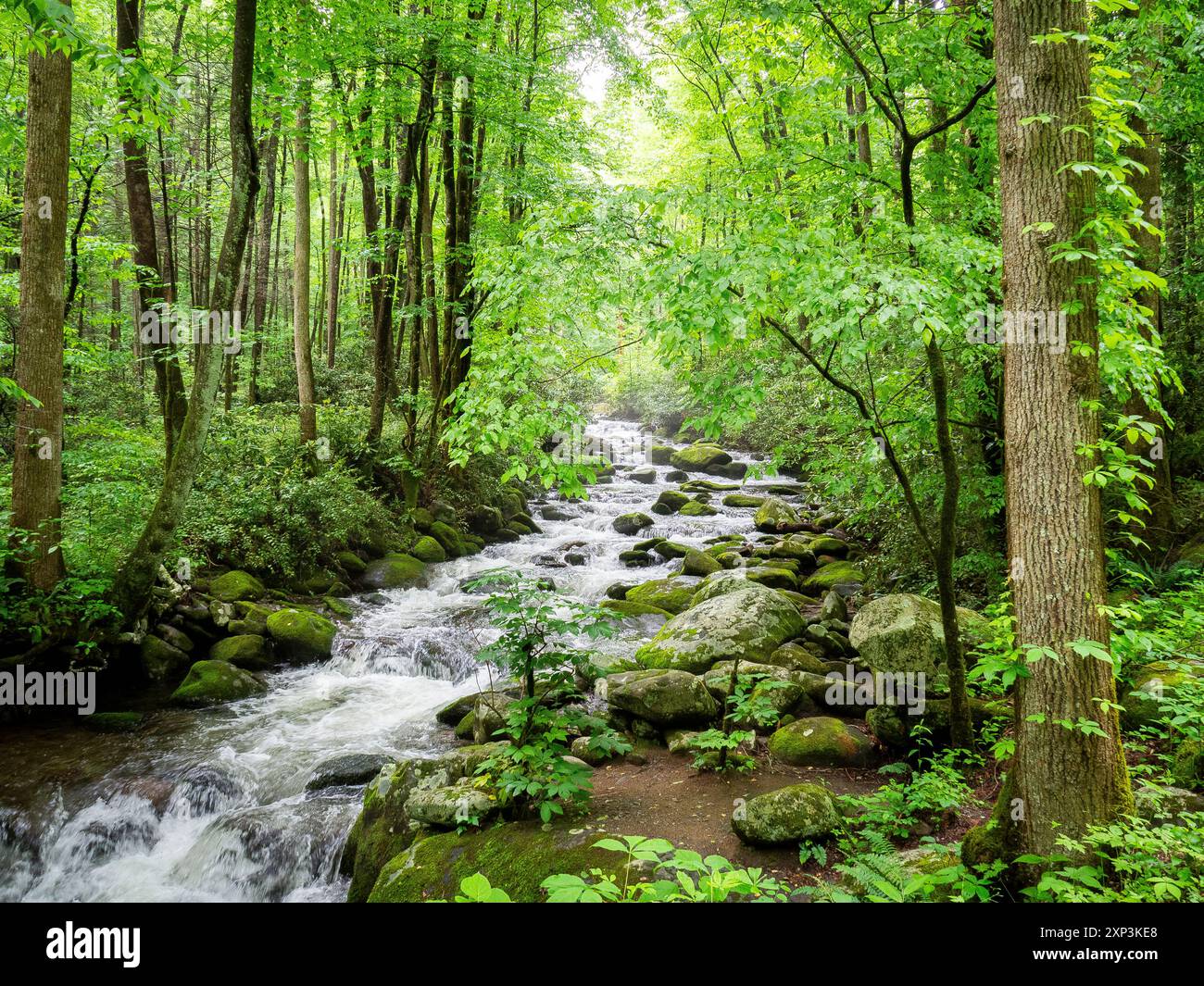 Roaring Fork stream on the Roaring Fork Motor Nature Trail in Great ...
