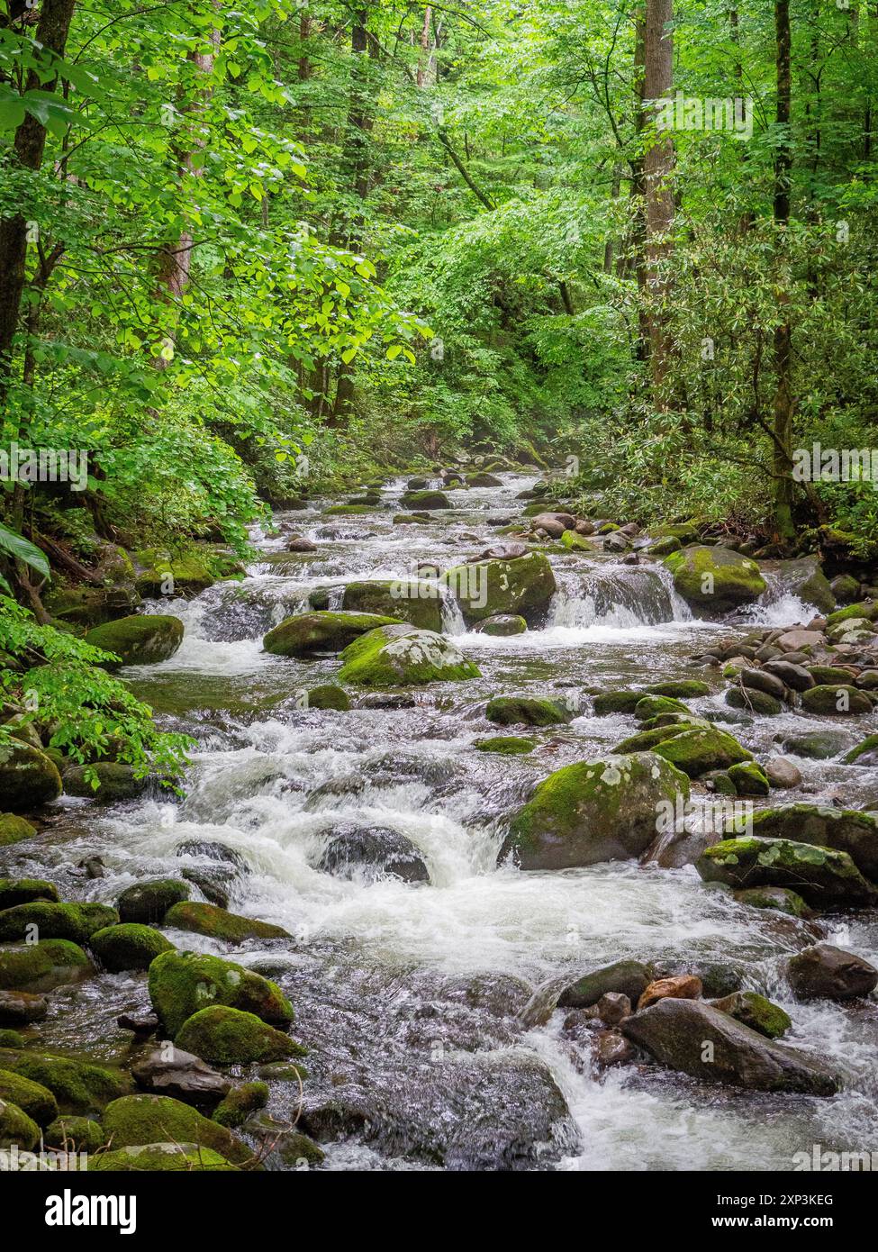 Spring forest in the great smokey hi-res stock photography and images ...