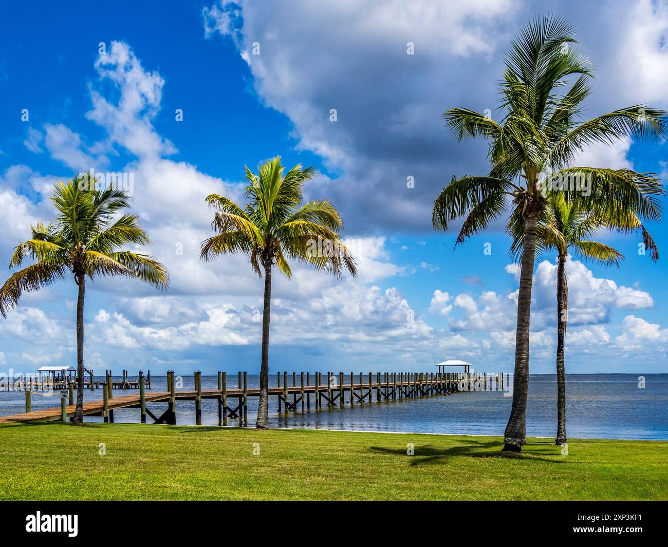 Palm trees with pier in background in Bokeelia on Gasparilla Sound on ...