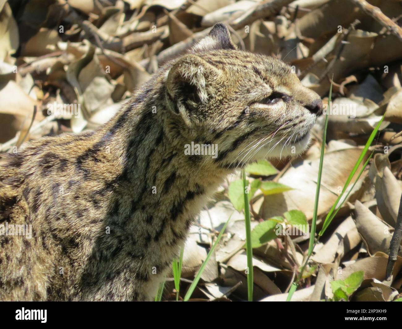 Geoffroys cat hi-res stock photography and images - Alamy