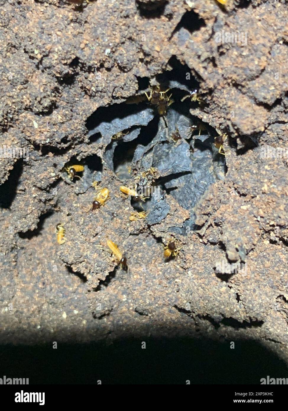 Conehead Termites (Nasutitermes) Insecta Stock Photo - Alamy