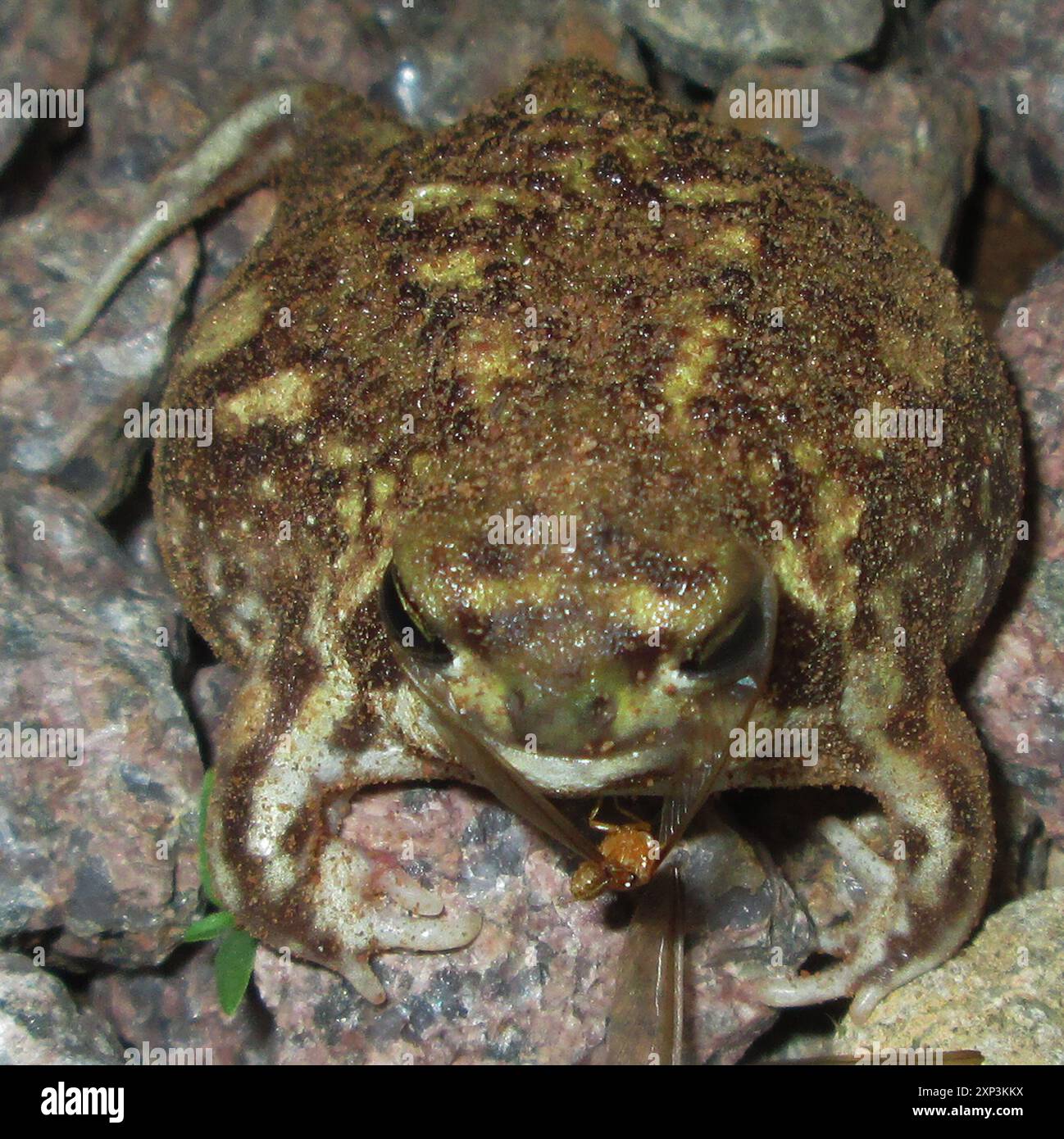 Common Rain Frog (Breviceps adspersus) Amphibia Stock Photo - Alamy