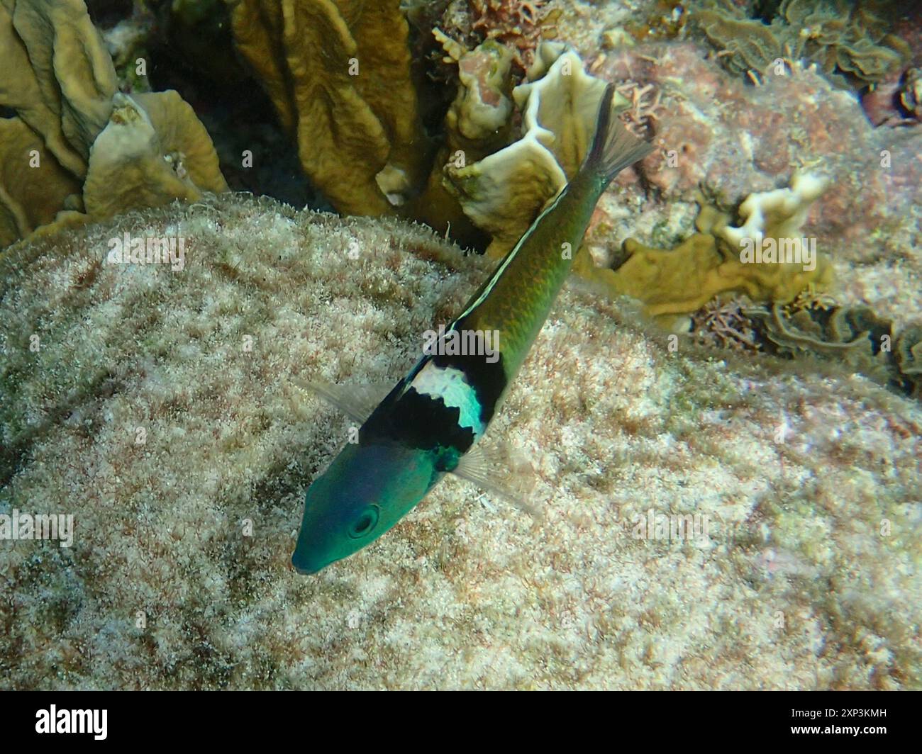 Caribbean Bluehead Wrasse (Thalassoma bifasciatum) Actinopterygii Stock ...