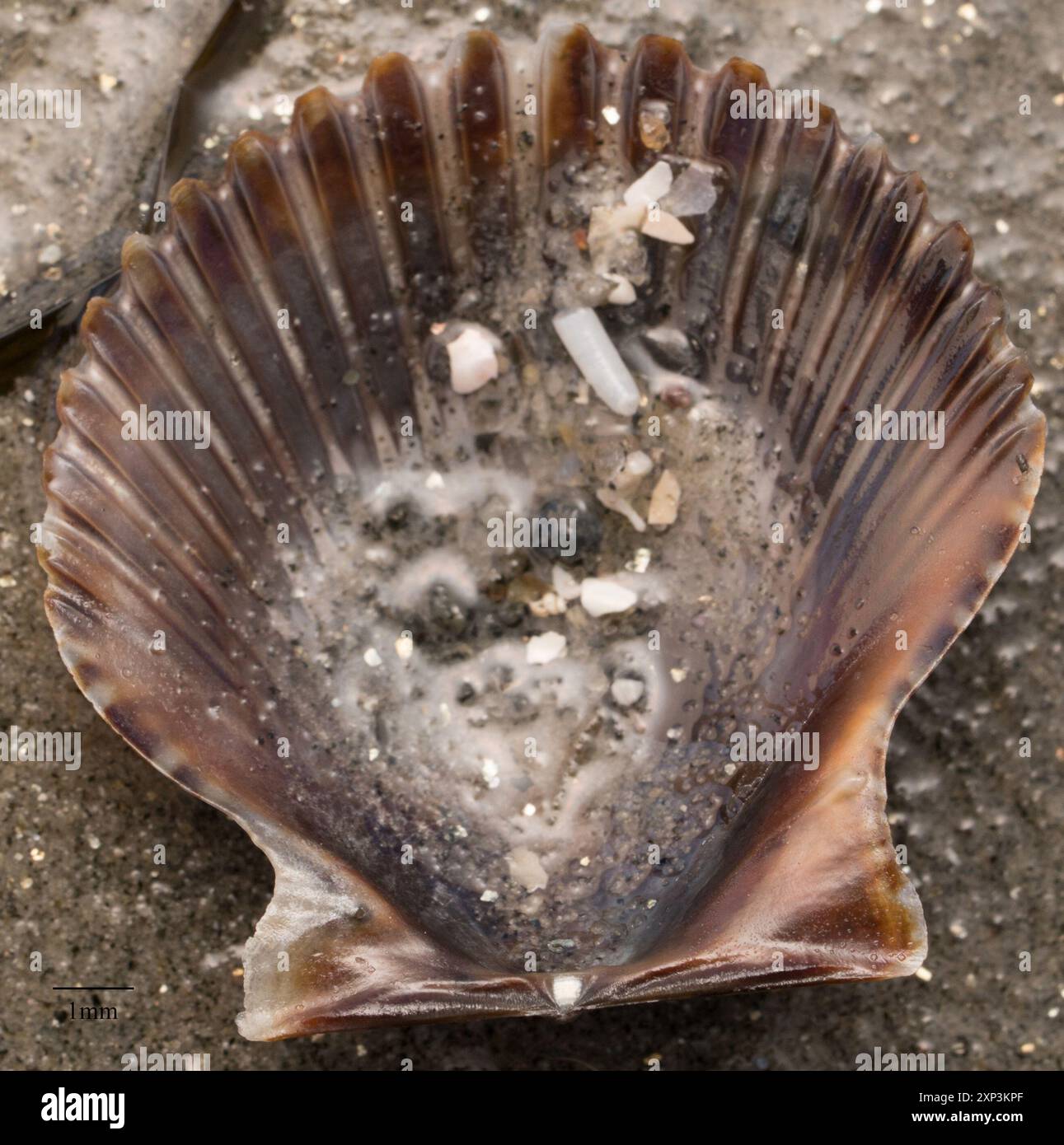 Pacific Calico Scallop (Argopecten ventricosus) Mollusca Stock Photo ...