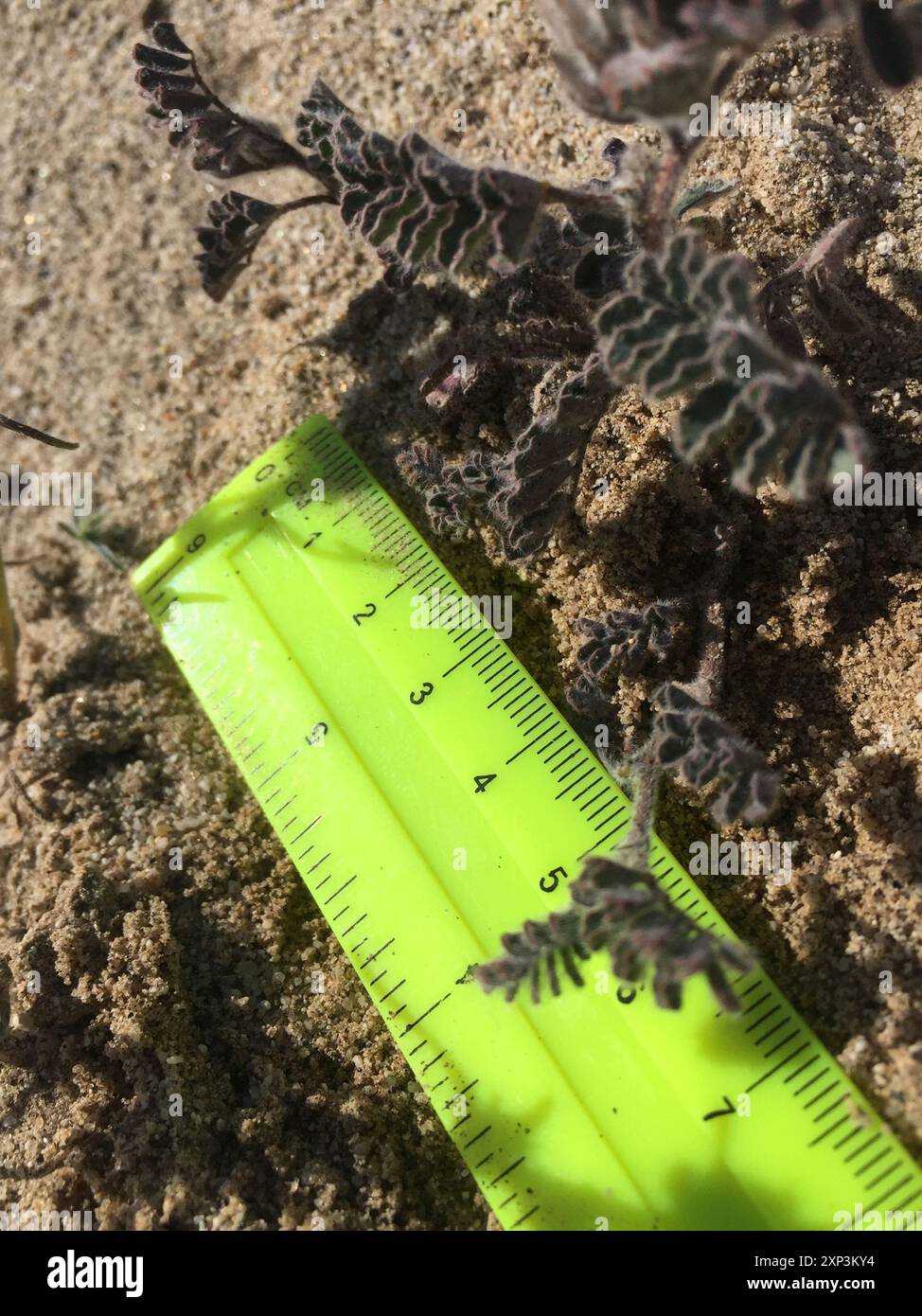 soft prairie clover (Dalea mollissima) Plantae Stock Photo - Alamy