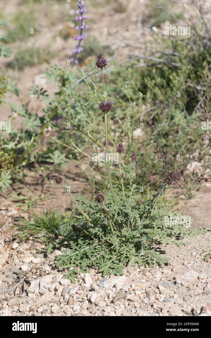 Chia (Salvia columbariae) Plantae Stock Photo - Alamy
