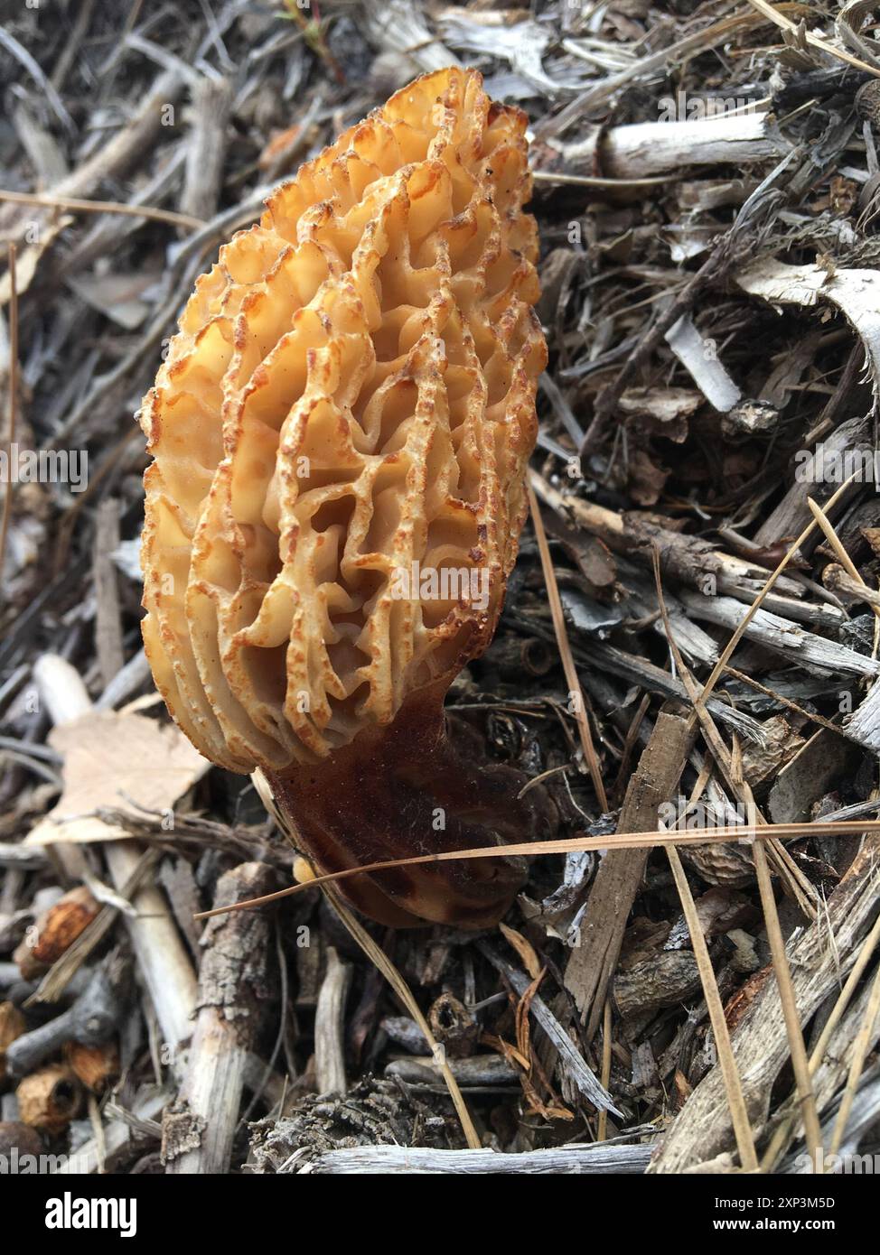 Woodchip Morel (Morchella rufobrunnea) Fungi Stock Photo - Alamy