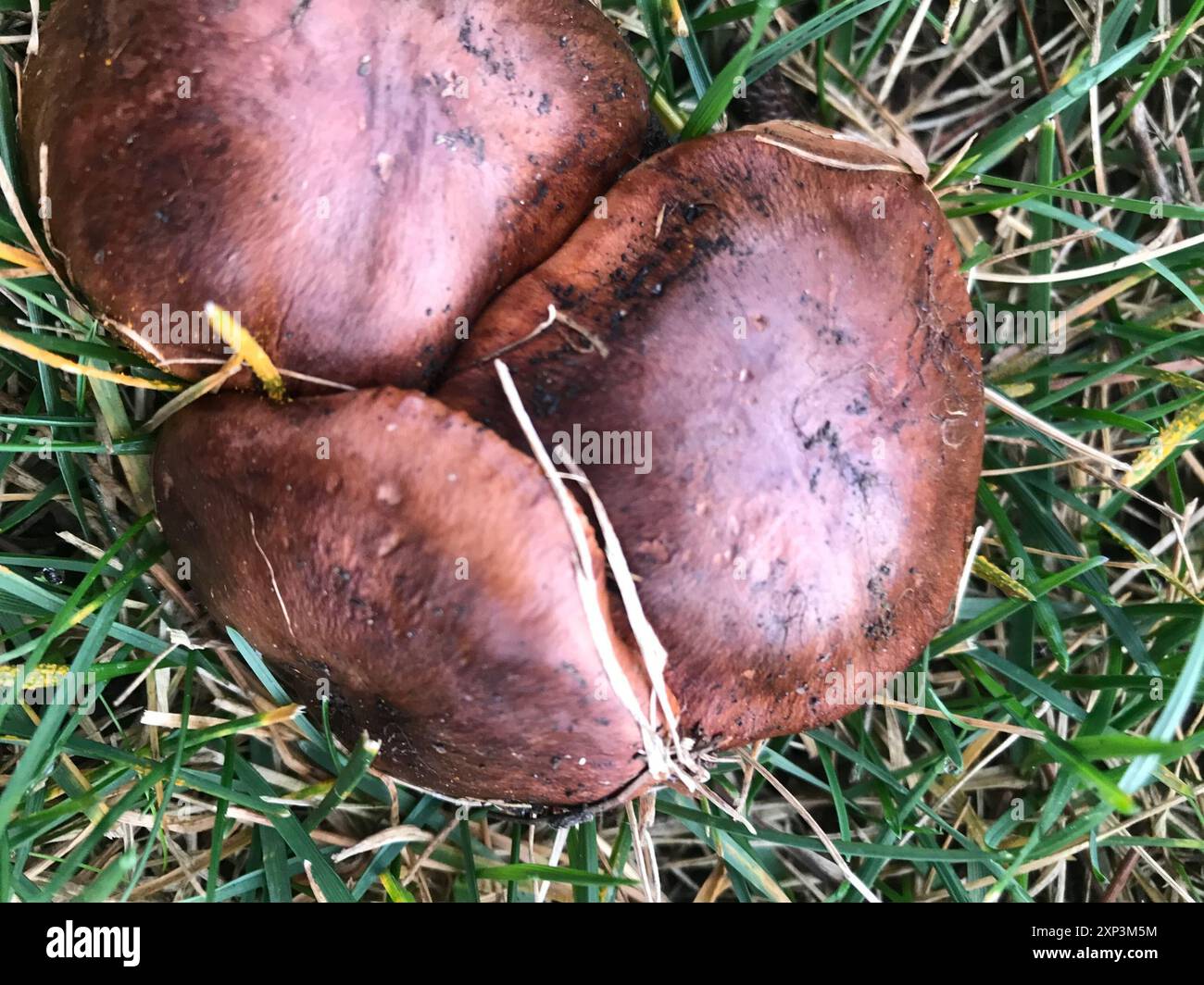 Pine Spikes (Chroogomphus vinicolor) Fungi Stock Photo - Alamy
