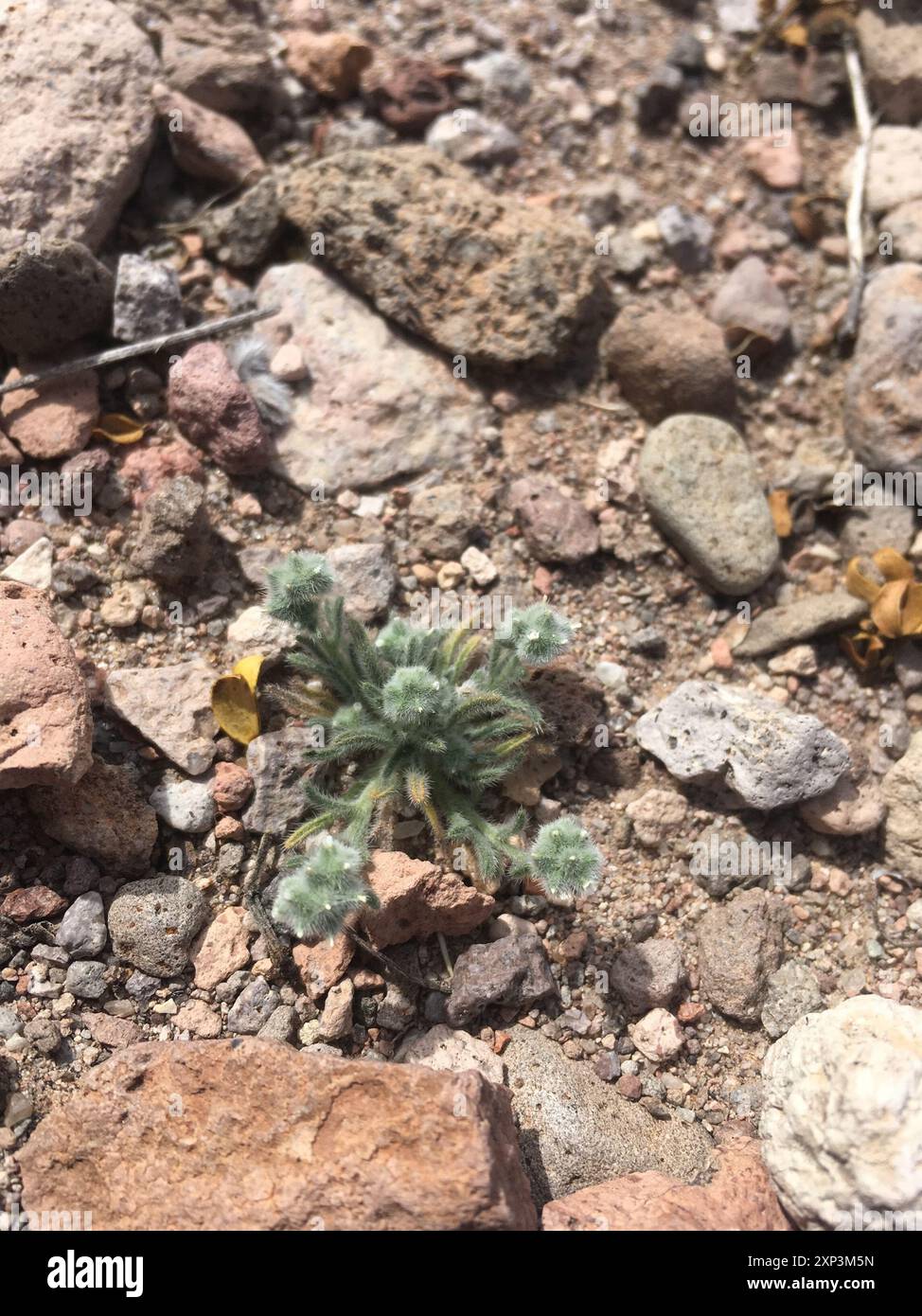 Low Cryptantha (Johnstonella pusilla) Plantae Stock Photo - Alamy
