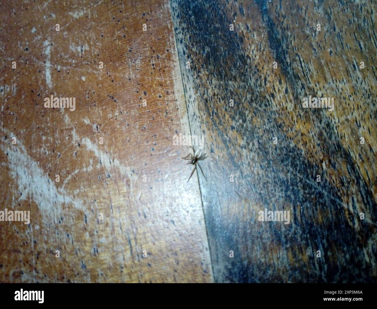 Linyphiidae sheetweb weavers hi-res stock photography and images - Alamy