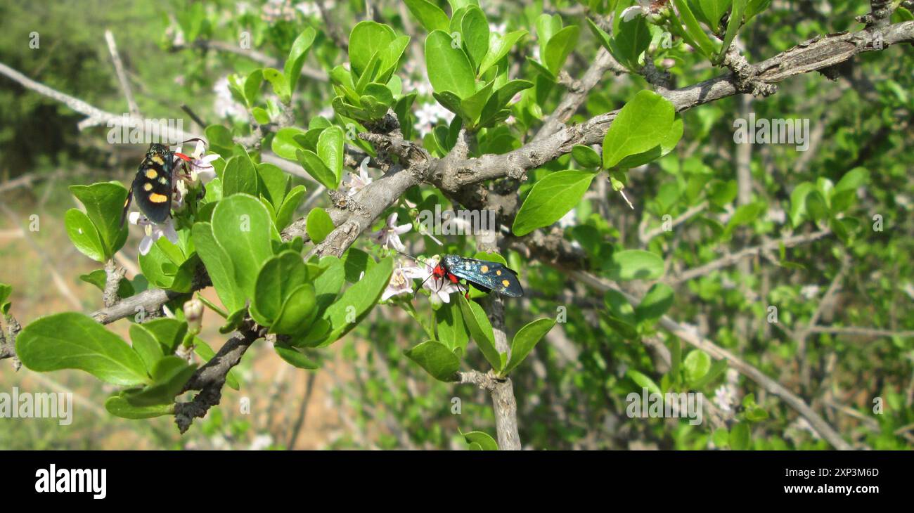 Puzzle Bush (Ehretia rigida) Plantae Stock Photo - Alamy