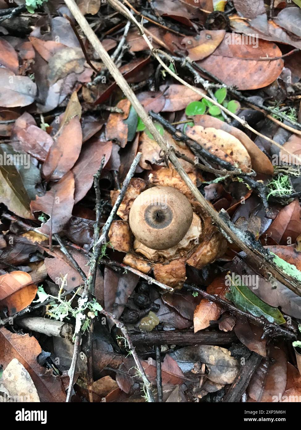 rounded earthstar (Geastrum saccatum) Fungi Stock Photo - Alamy