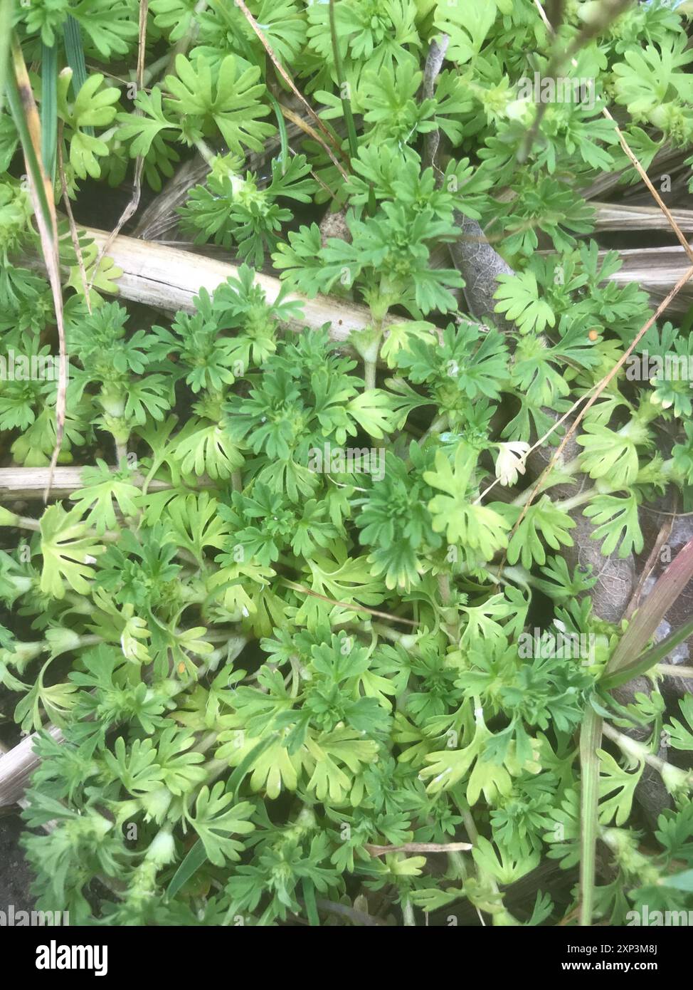 Slender parsley-piert (Alchemilla australis) Plantae Stock Photo - Alamy