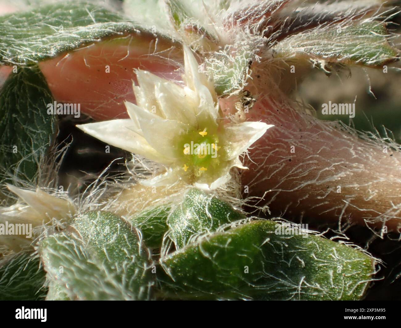 Smooth Joyweed (Alternanthera paronychioides) Plantae Stock Photo - Alamy