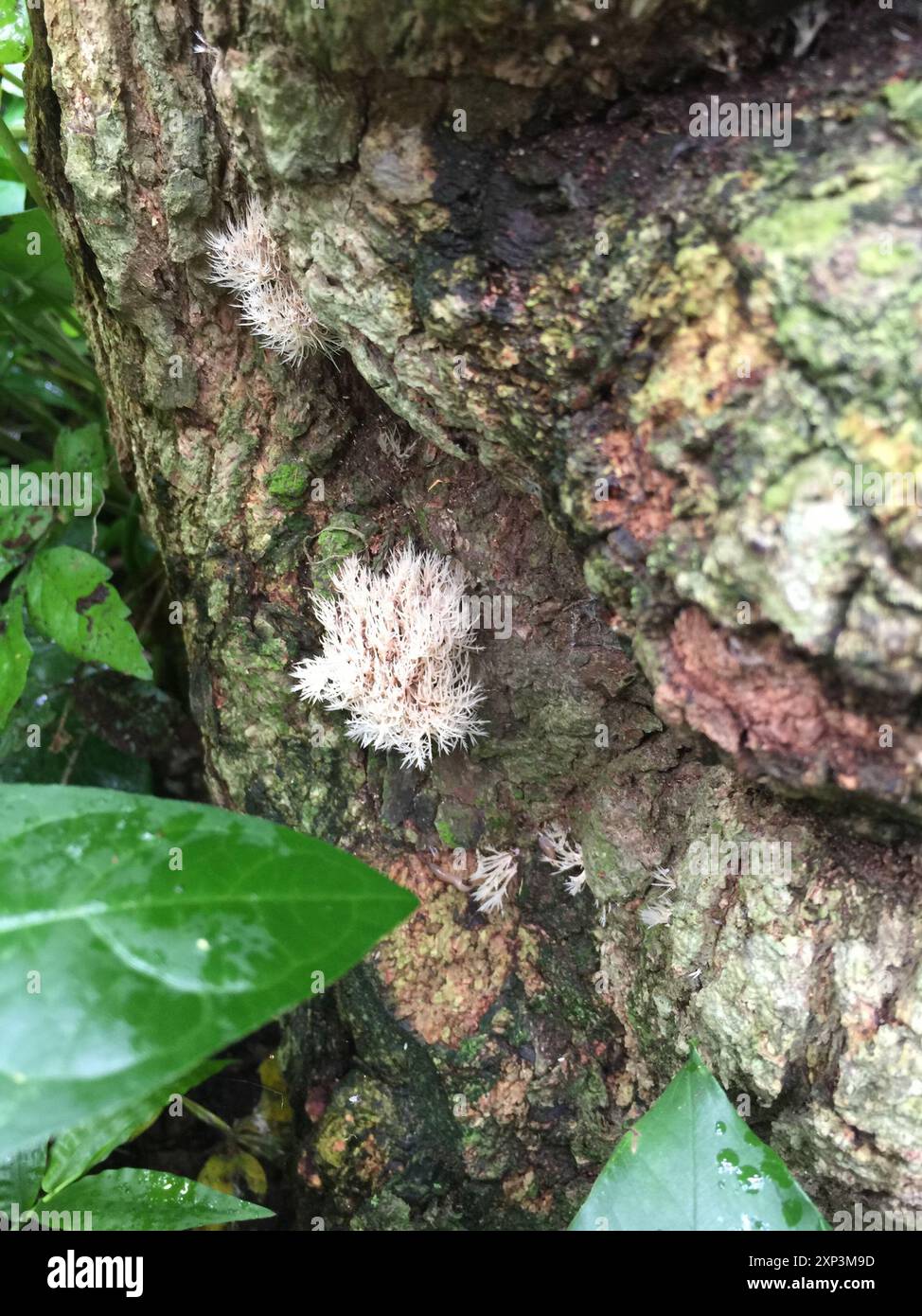 antler and spindle fungi (Clavariaceae) Fungi Stock Photo - Alamy
