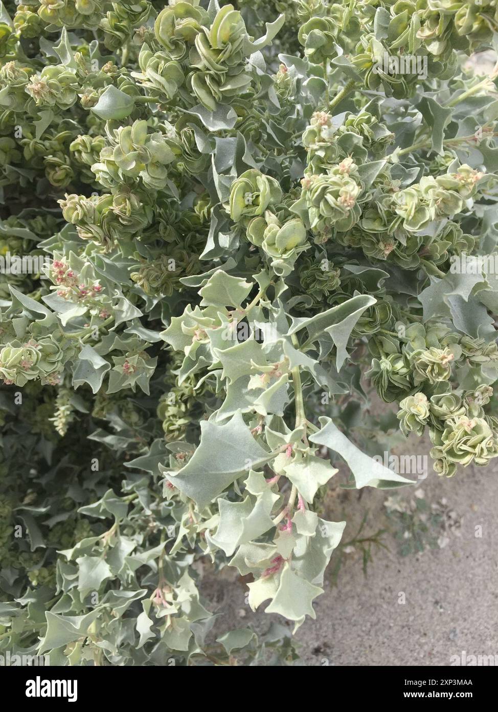 Atriplex hymenelytra hi-res stock photography and images - Alamy