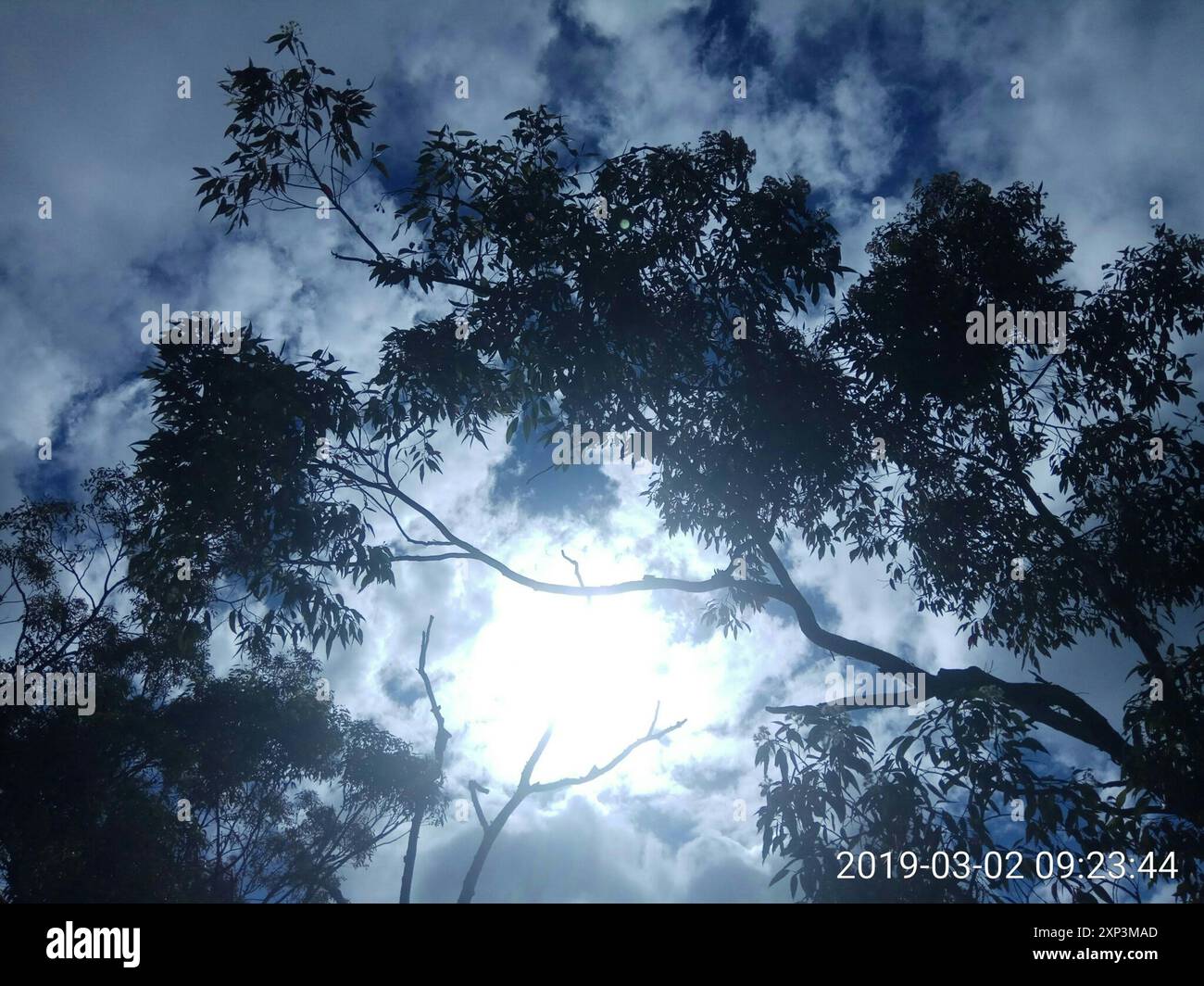 Red bloodwood hi-res stock photography and images - Alamy