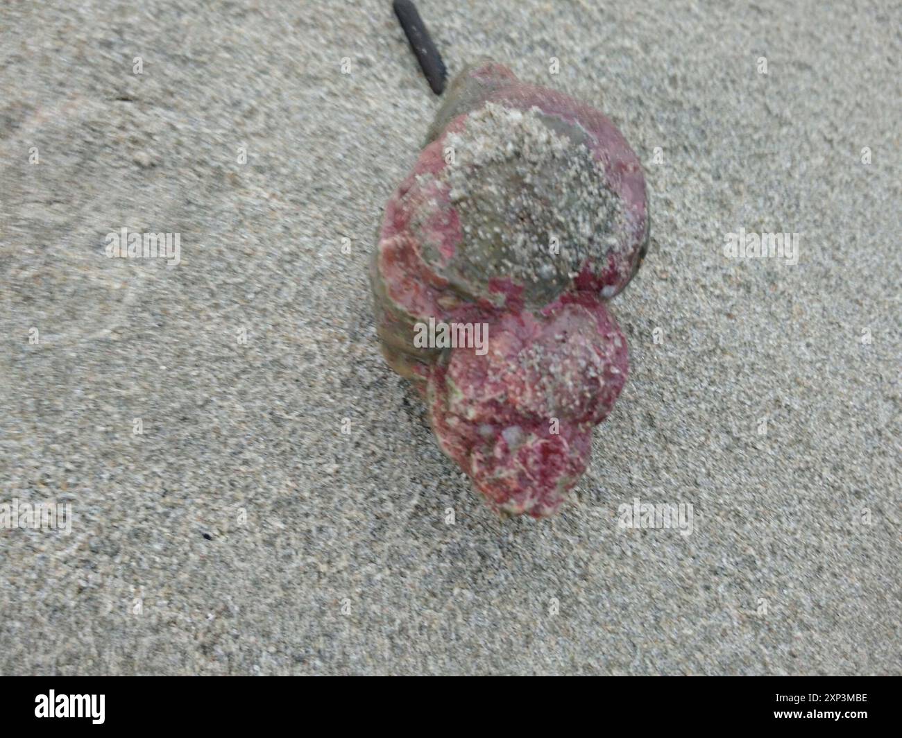 Common Whelk (Buccinum undatum) Mollusca Stock Photo - Alamy